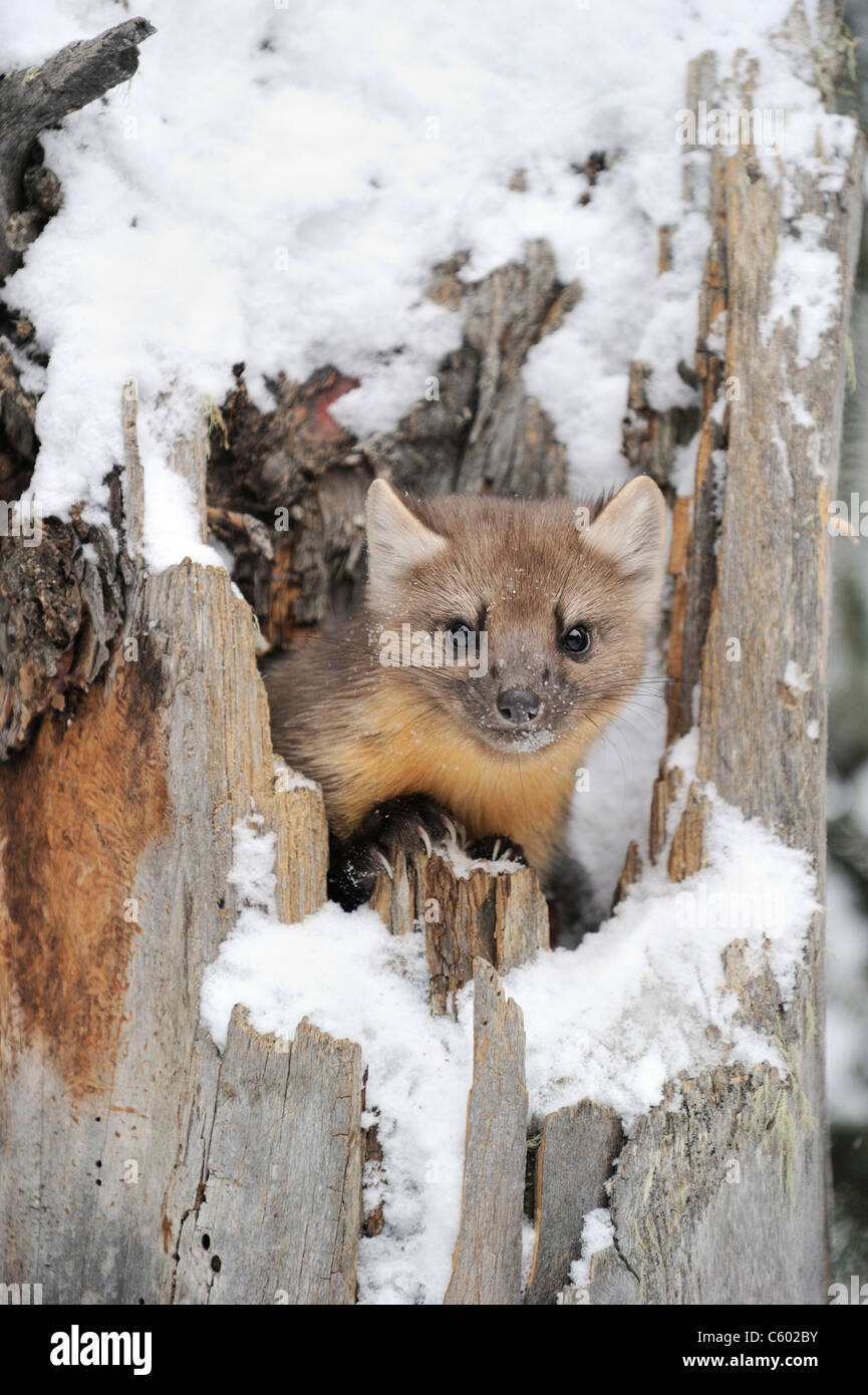 American pine marten on tree hi-res stock photography and images - Alamy