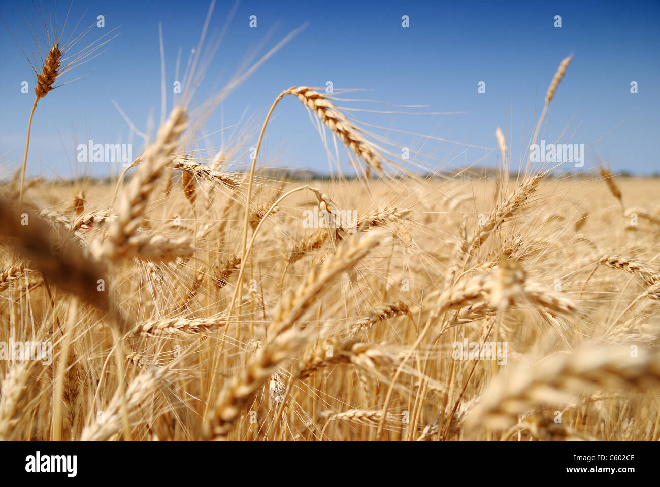 Ripe wheat field Stock Photo - Alamy