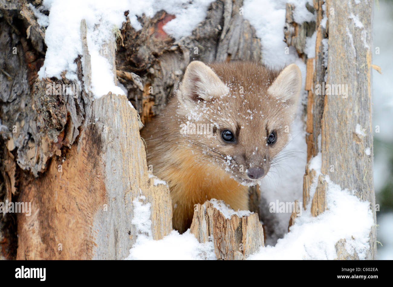 American pine marten hi-res stock photography and images - Alamy