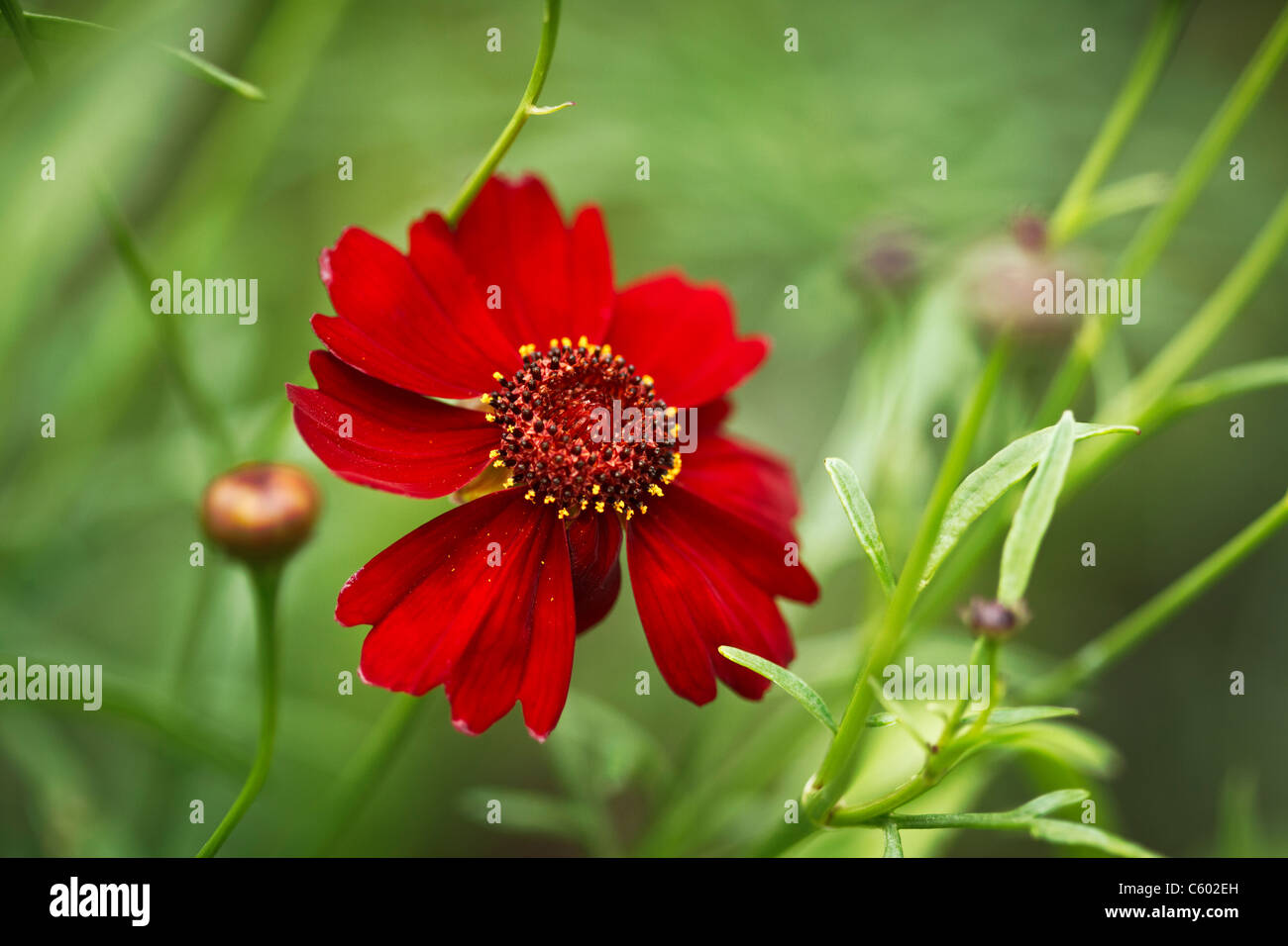 Close up of a single Plains Coreopsis, red variety, also known as ...