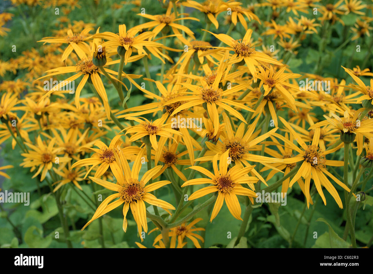 Summer ragwort yellow flowers Ligularia dentata Stock Photo - Alamy