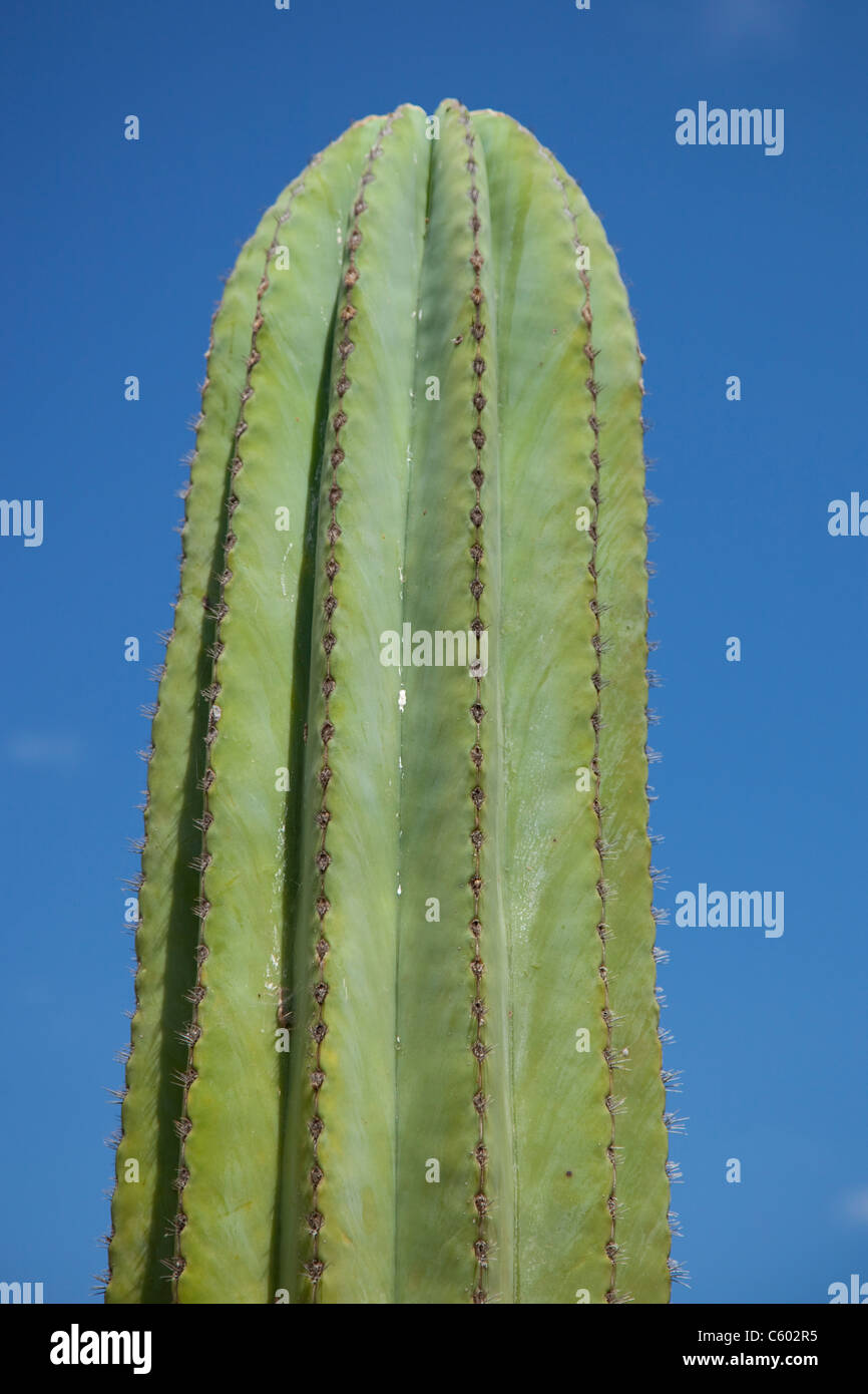 A tall solitary cactus (succulent) against a blue sky Stock Photo - Alamy