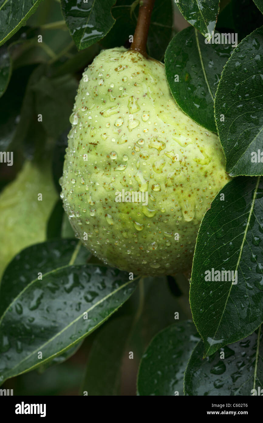 Bartlett pear tree hi-res stock photography and images - Alamy