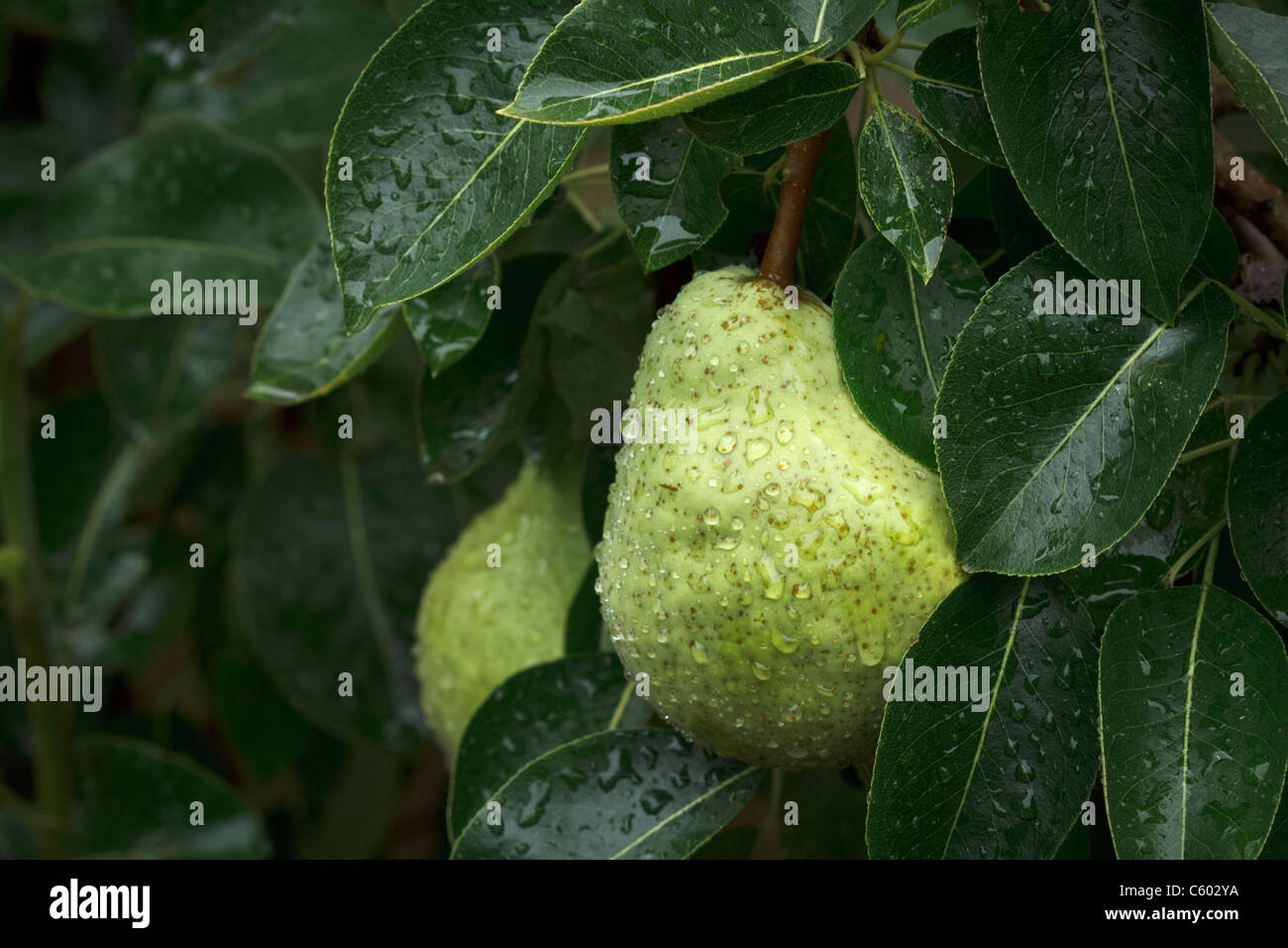 Bartlett Pear Ripening at Jackie Proctor blog