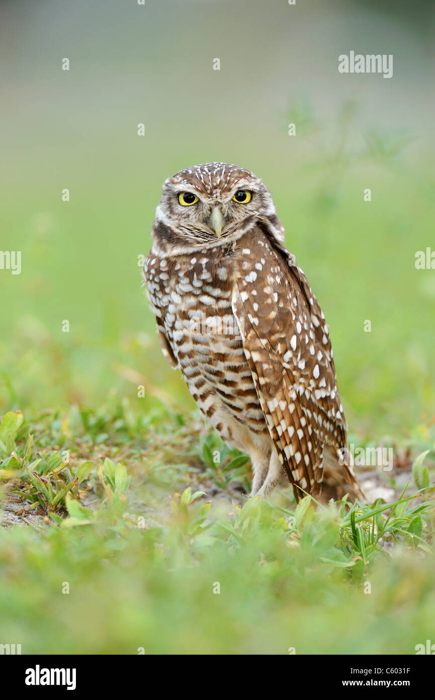 A Burrowing Owl in the grass Stock Photo - Alamy