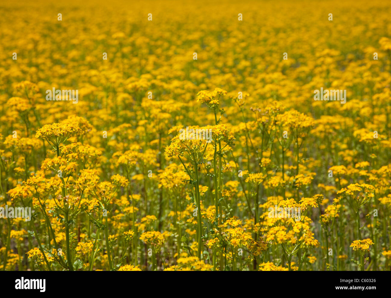 USA, Illinois, Yellow wildflowers Stock Photo - Alamy USA, Illinois, Yellow wildflowers Stock Photo - Alamy