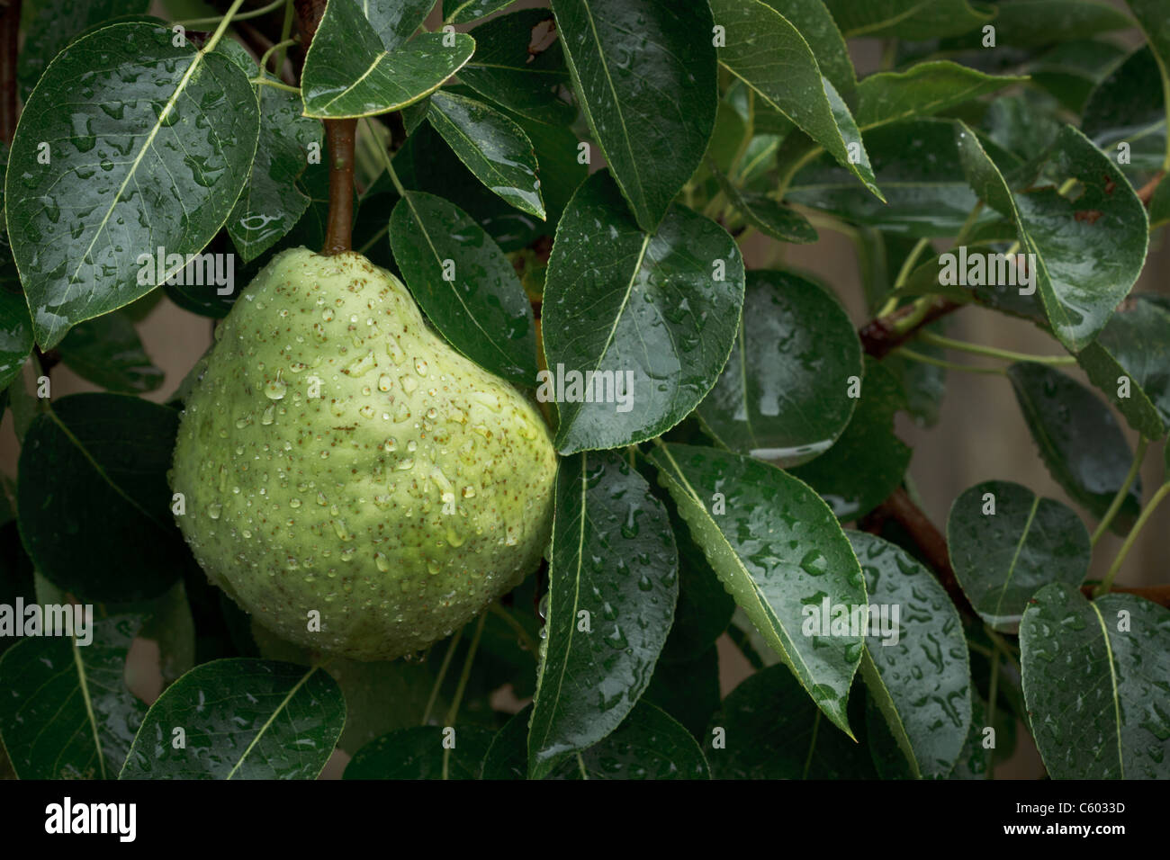 Bartlett pear tree hi-res stock photography and images - Alamy