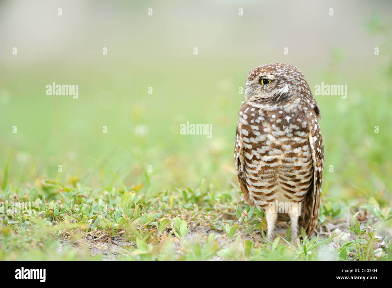 A Burrowing Owl in the grass Stock Photo - Alamy