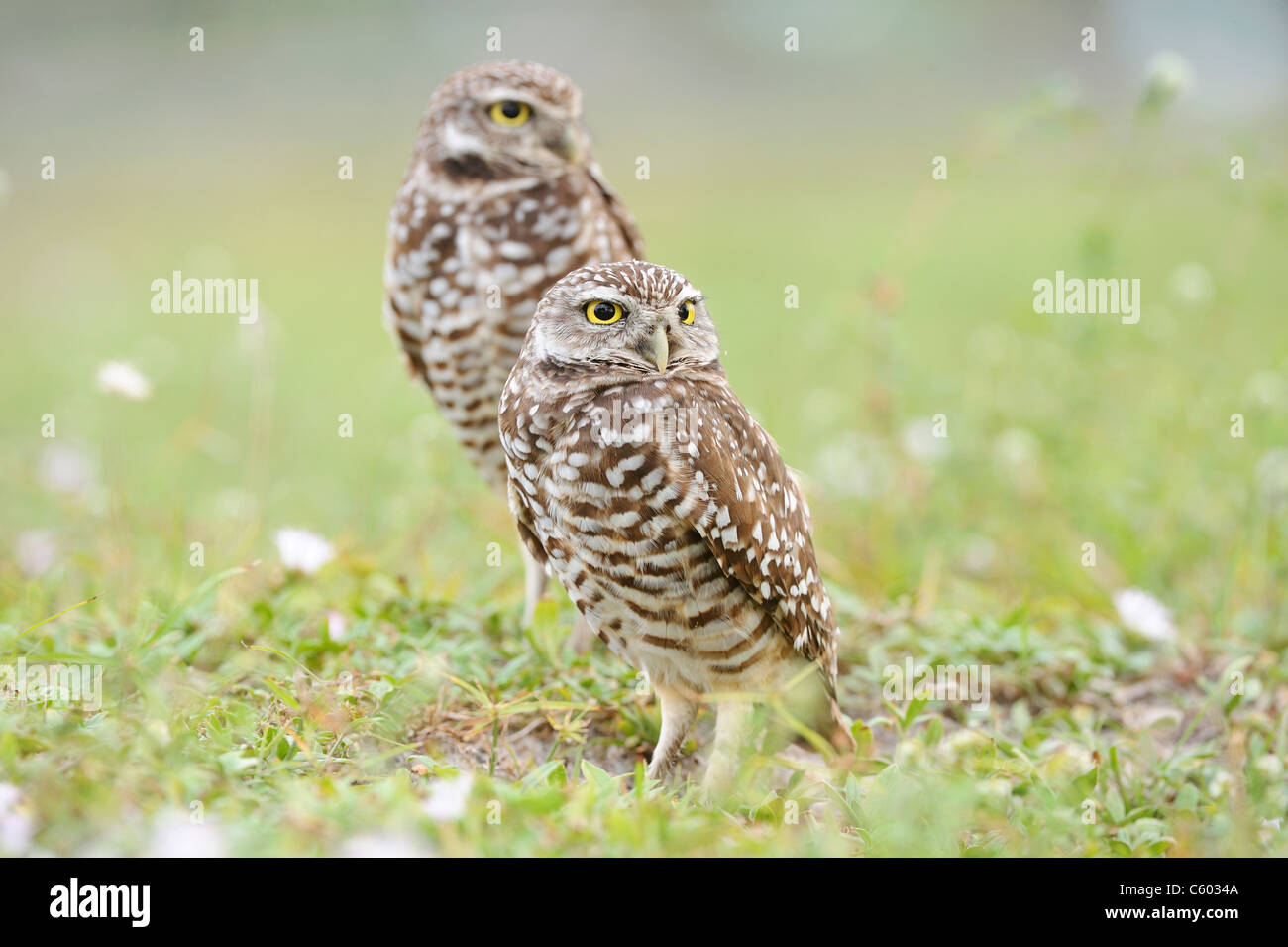 A Burrowing Owl in the grass Stock Photo - Alamy