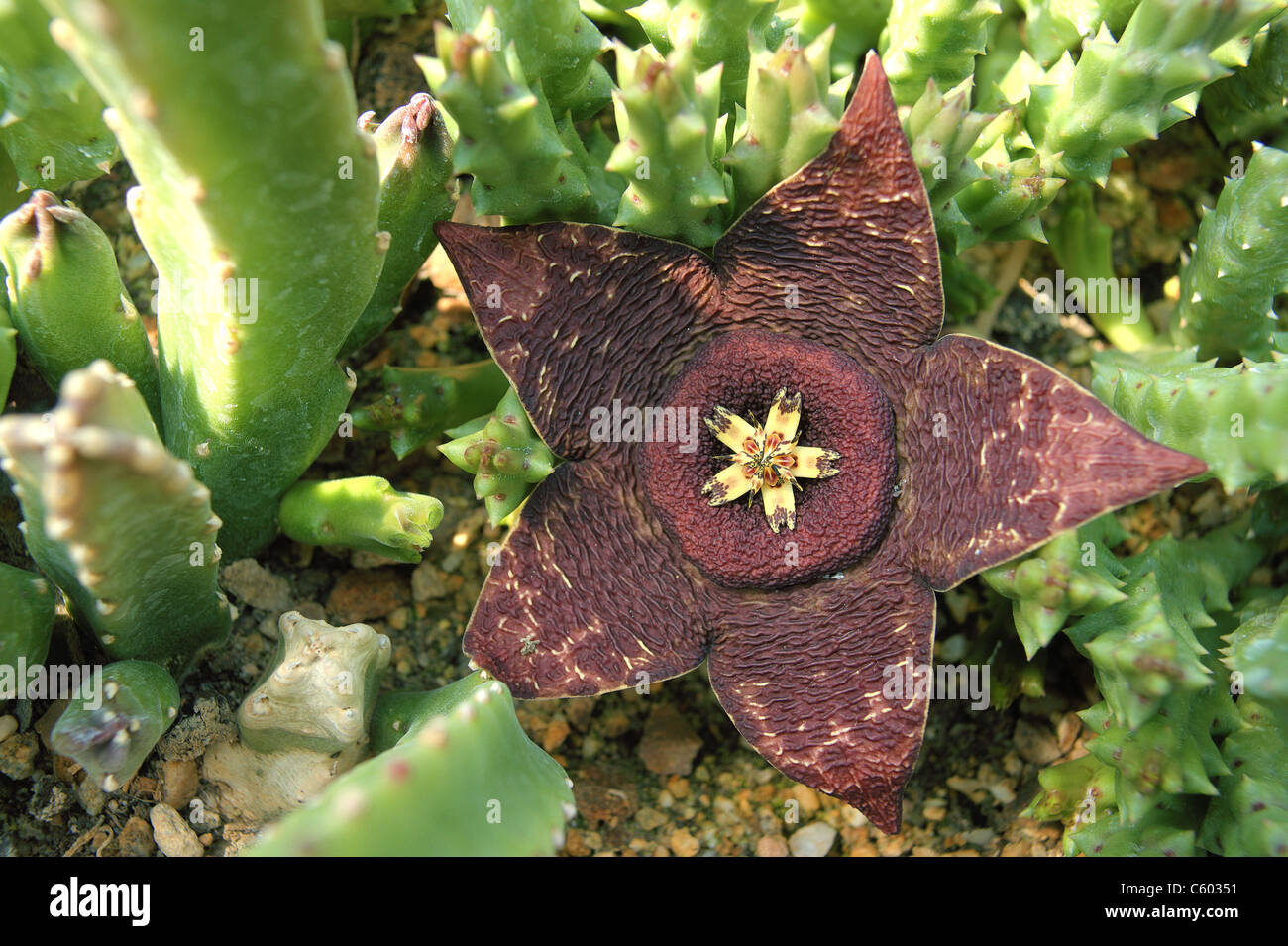 Starfish flower hi-res stock photography and images - Alamy