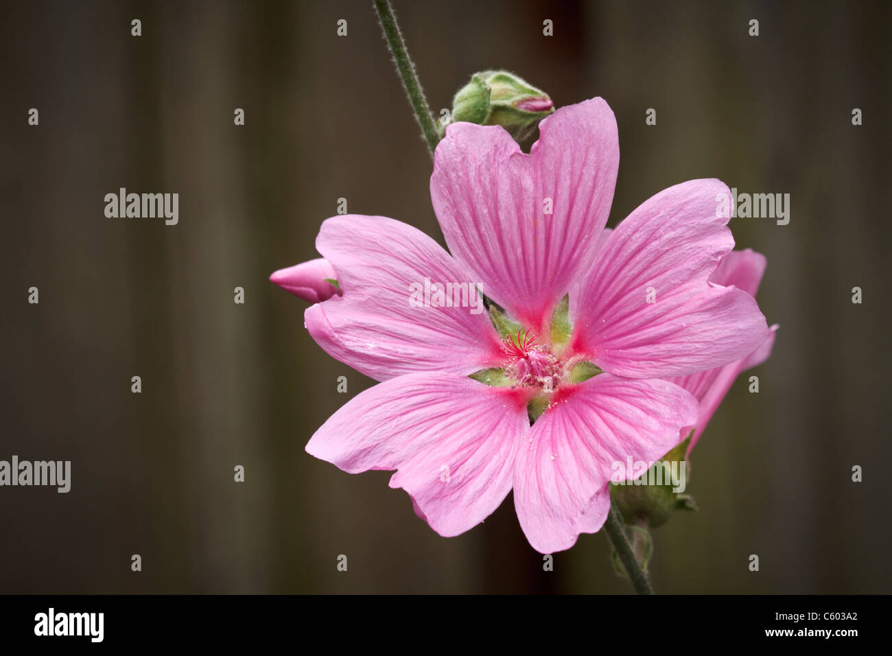 close up of open pink mallow flower on a branch Stock Photo - Alamy