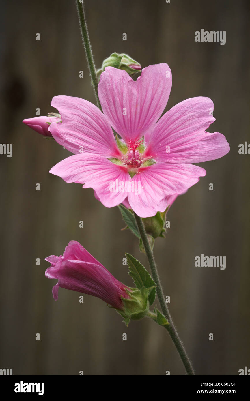 Mallow blooms hi-res stock photography and images - Alamy