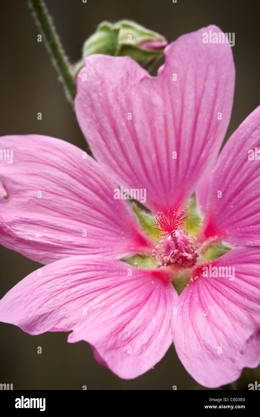 Mallow blooms hi-res stock photography and images - Alamy