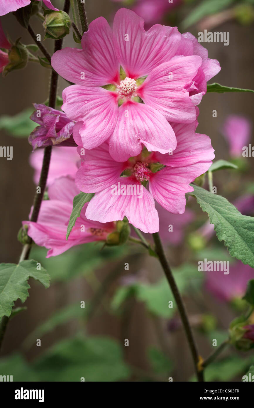 Mallow blooms hi-res stock photography and images - Alamy