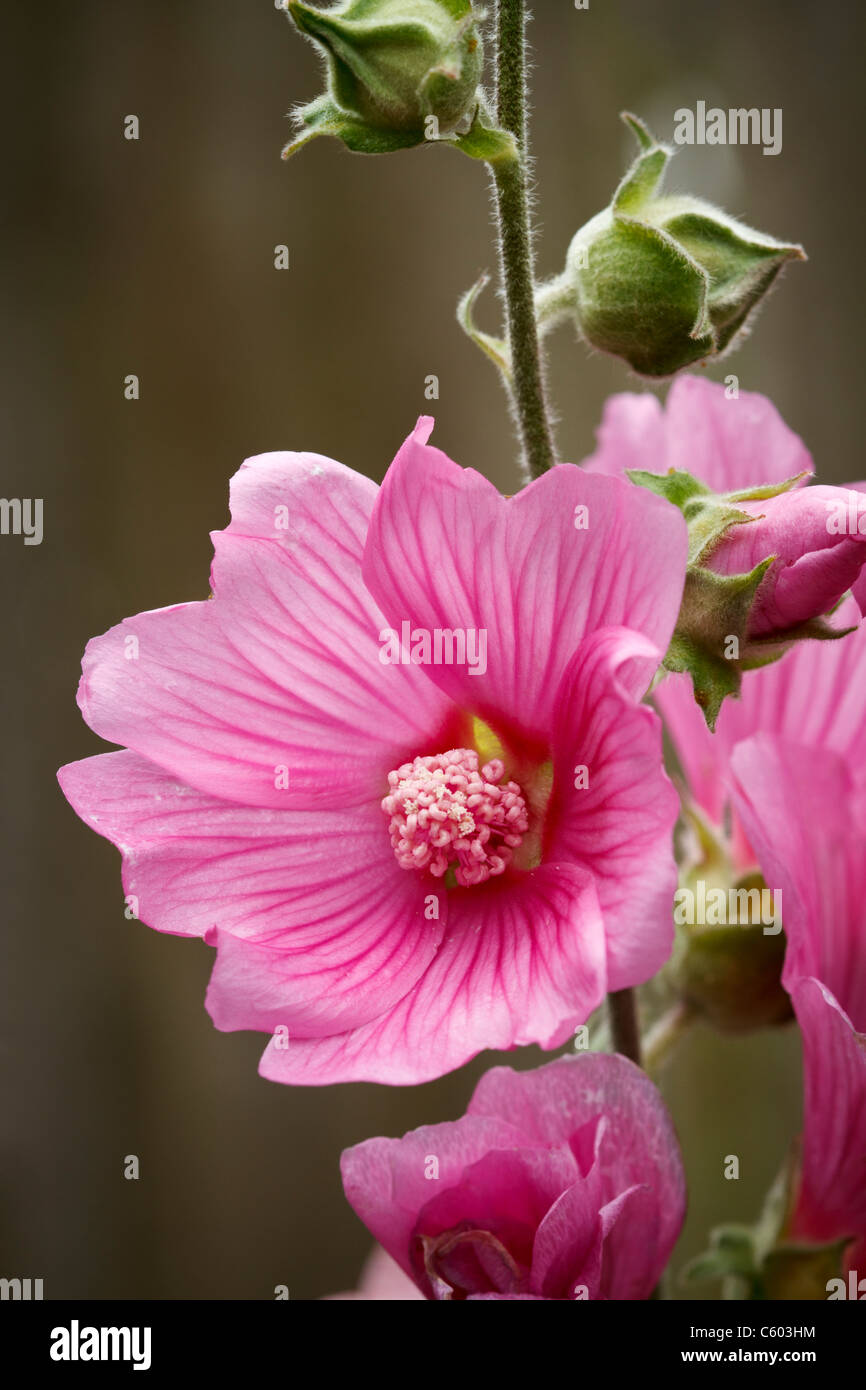 Pink mallow flower hi-res stock photography and images - Alamy