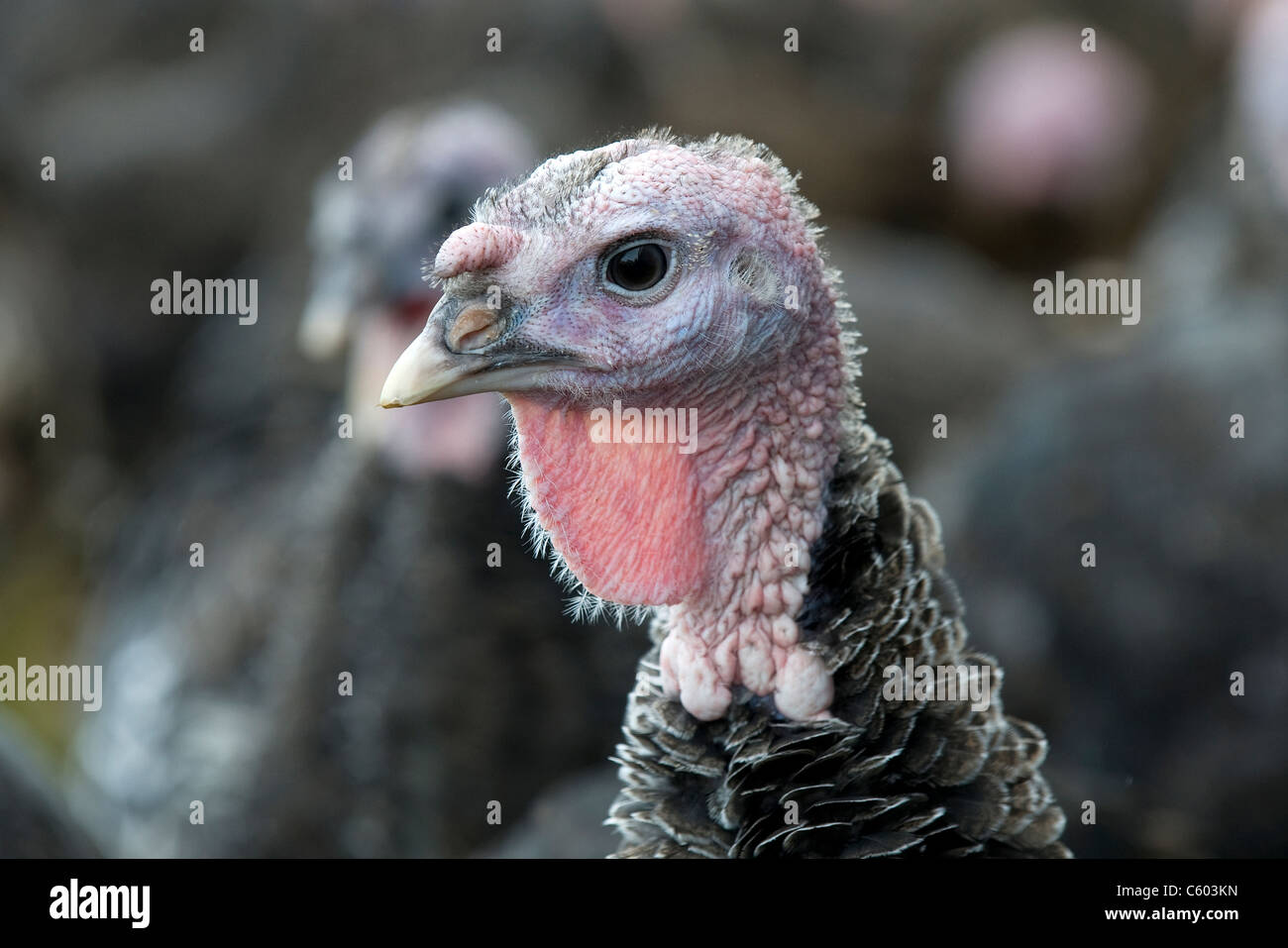 Barn reared Turkeys roaming free range on a farm in Warwickshire ...