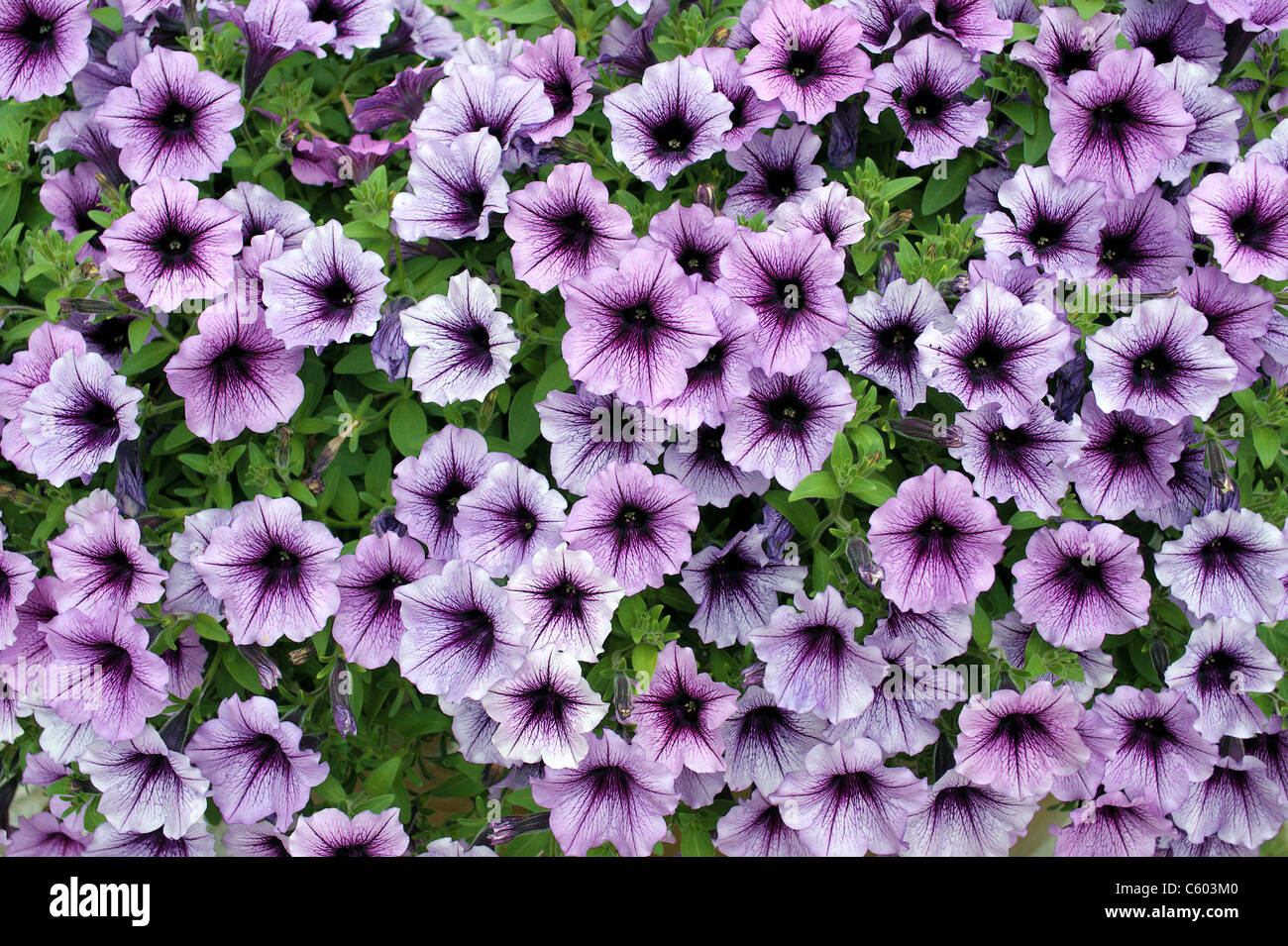 Purple surfinia petunia flowers Stock Photo - Alamy