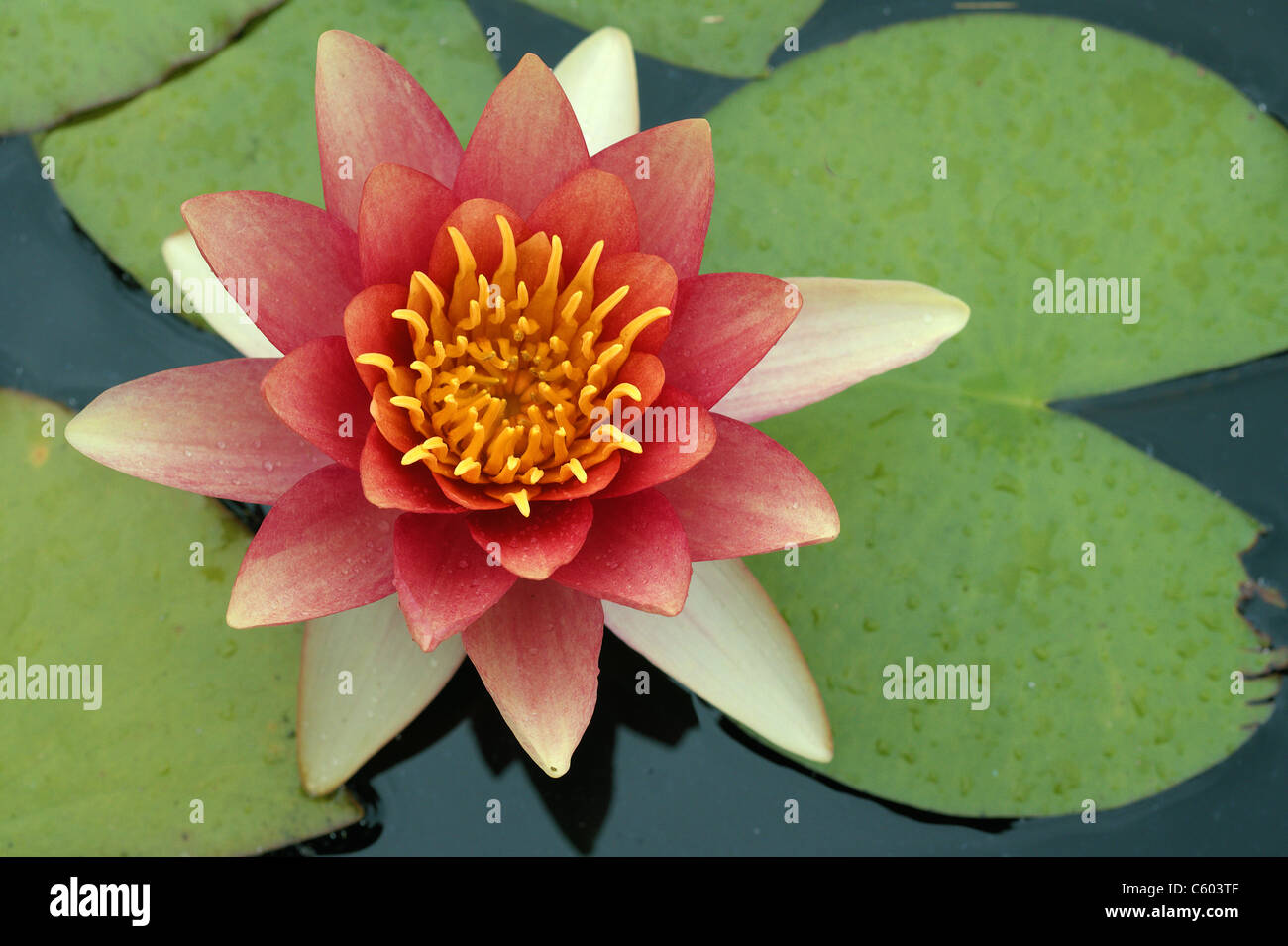 Red water lily hi-res stock photography and images - Alamy