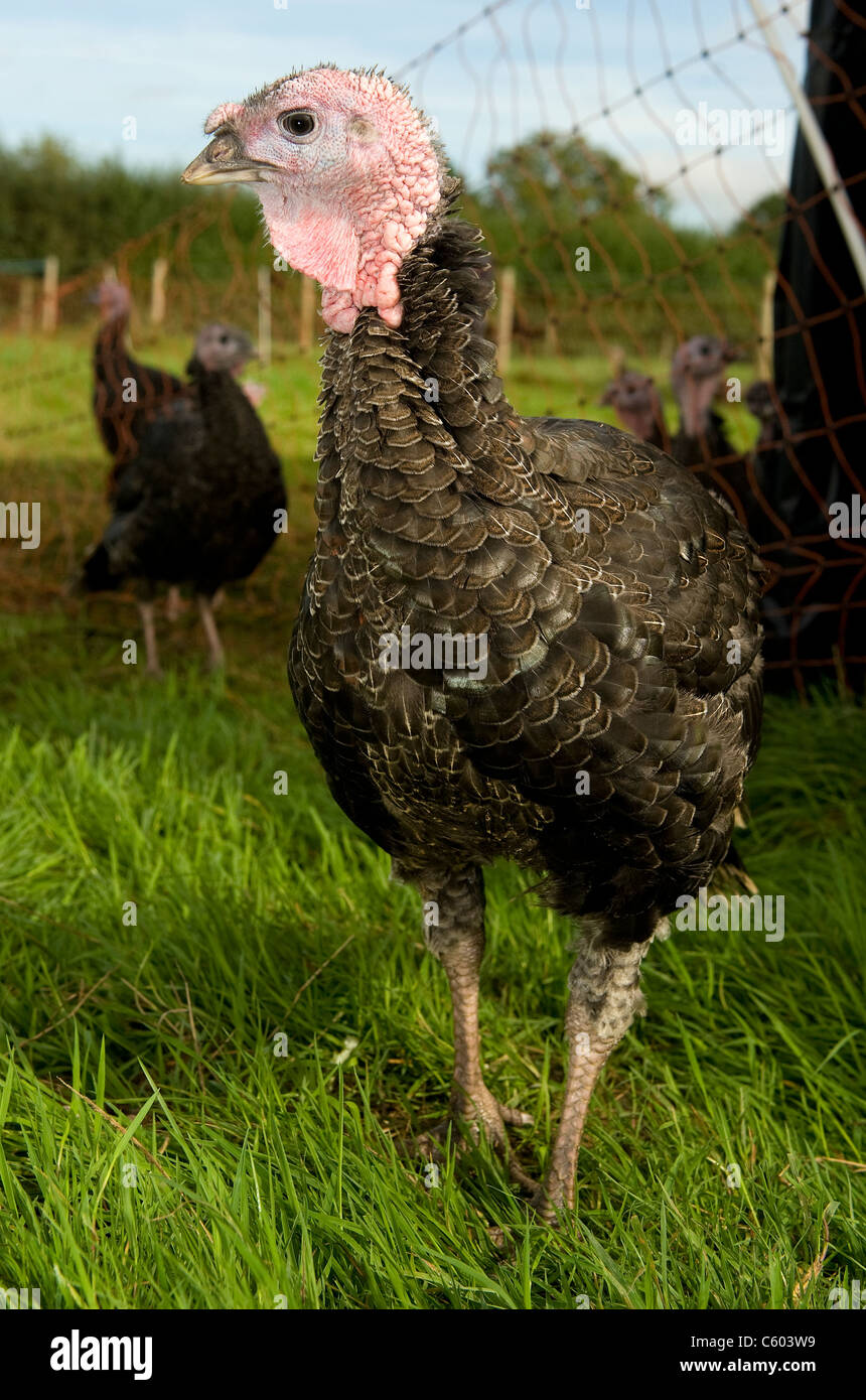 Barn reared Turkeys roaming free range on a farm in Warwickshire ...