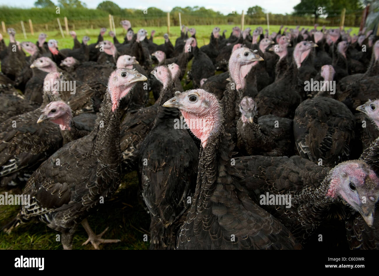 Barn reared Turkeys roaming free range on a farm in Warwickshire ...