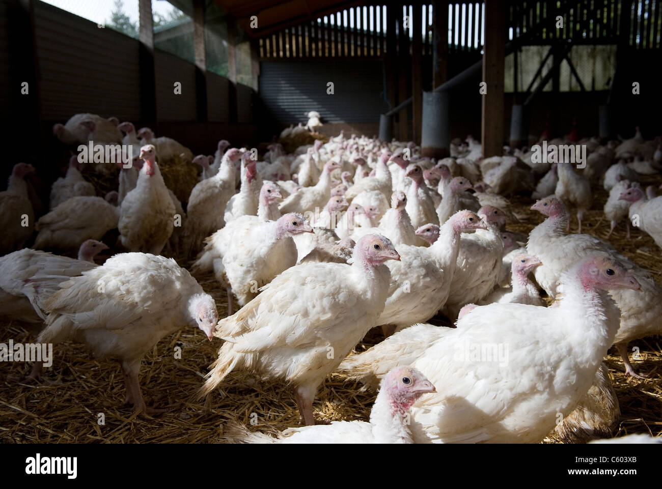 Young turkeys hi-res stock photography and images - Alamy