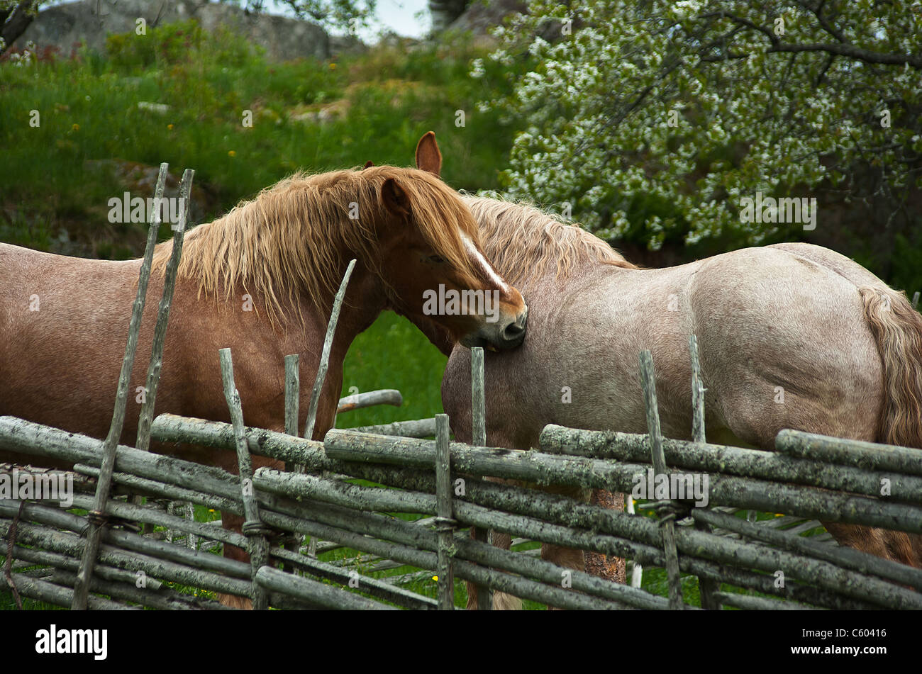Horses that cuddling with each other Stock Photo - Alamy