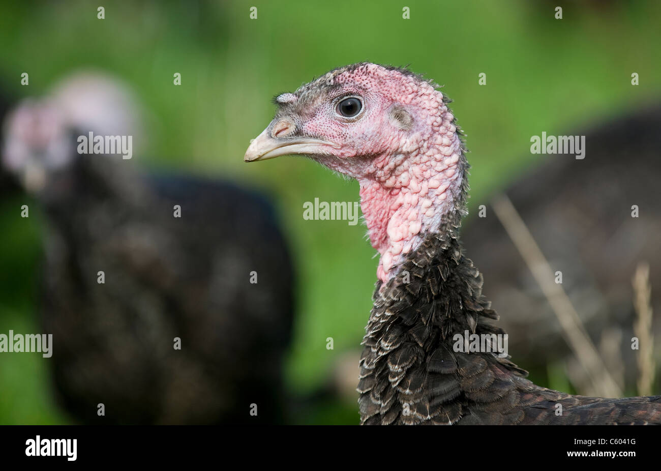 Barn reared Turkeys roaming free range on a farm in Warwickshire ...