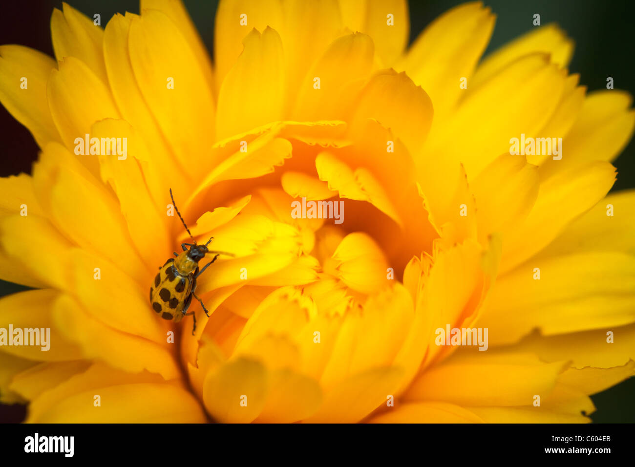 close up spotted cucumber beetle on yellow calendula flower Stock Photo ...