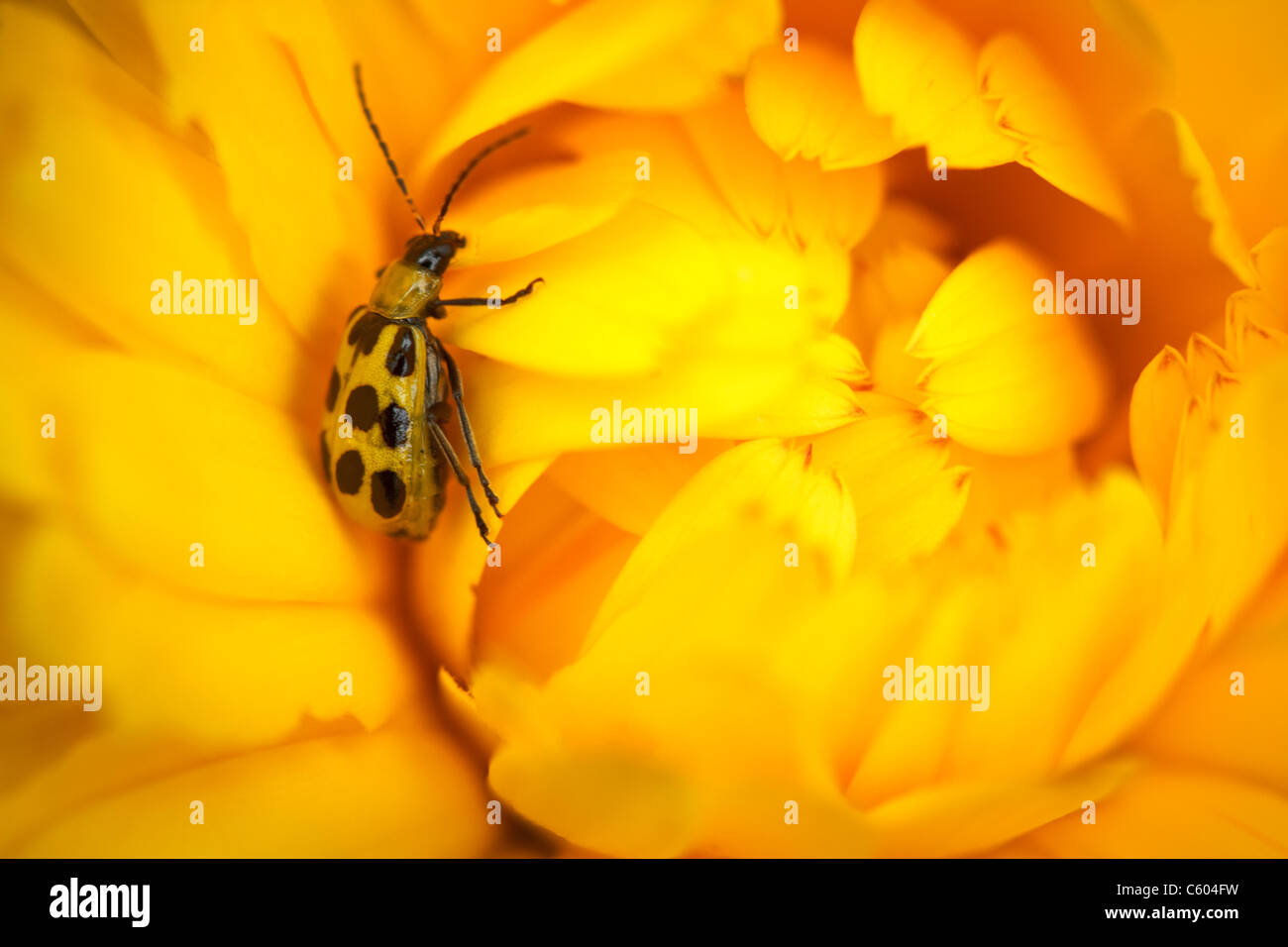 close up spotted cucumber beetle on yellow calendula flower Stock Photo ...