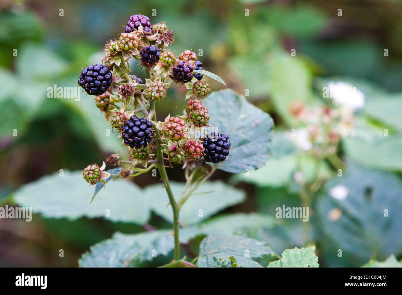 Rubus fruiticosus hi-res stock photography and images - Alamy