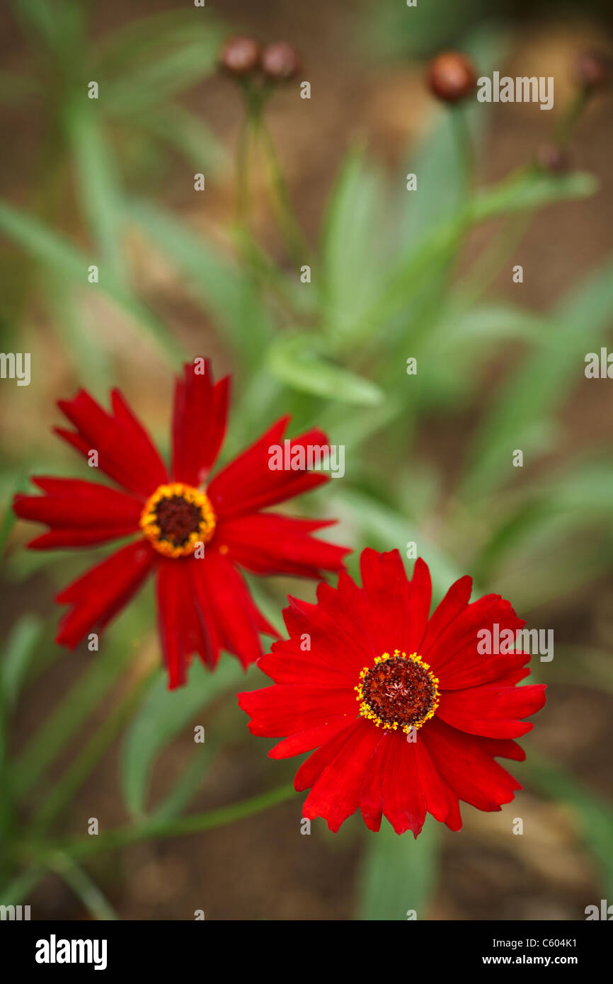 Two single Plains Coreopsis, red variety, also known as Calliopsis ...