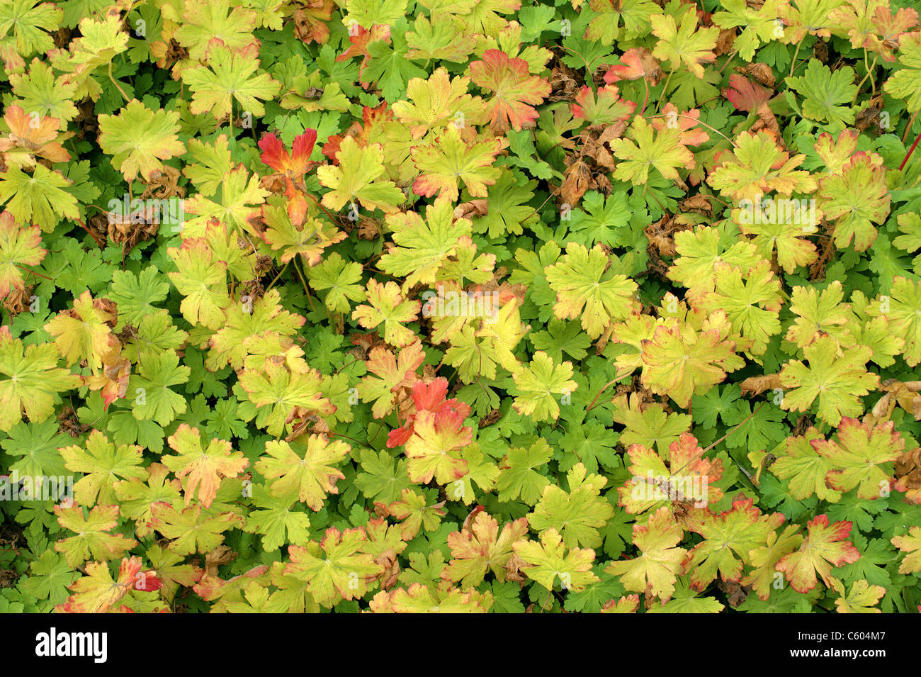Cranesbill multicolor leaves Geranium macrorrhizum Stock Photo - Alamy