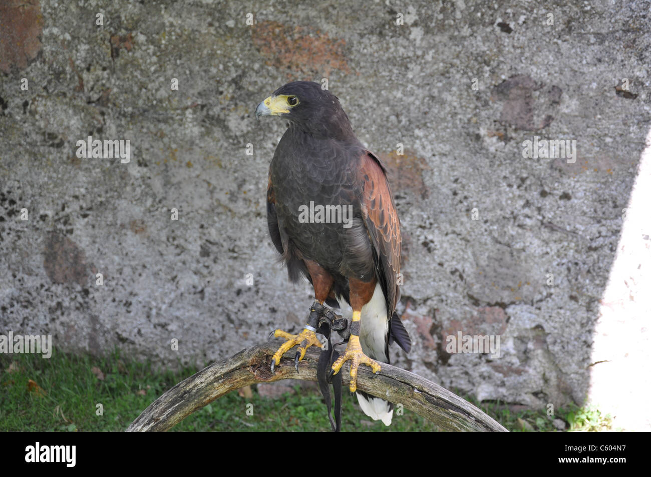 Cook bird hi-res stock photography and images - Alamy