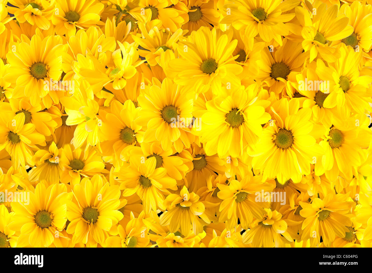 Yellow gerberas background Stock Photo - Alamy