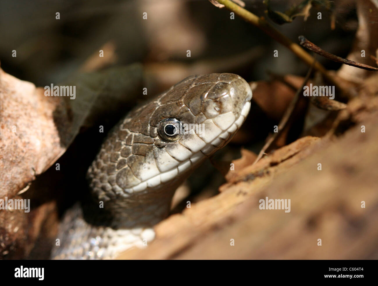 Garden snake hi-res stock photography and images - Alamy