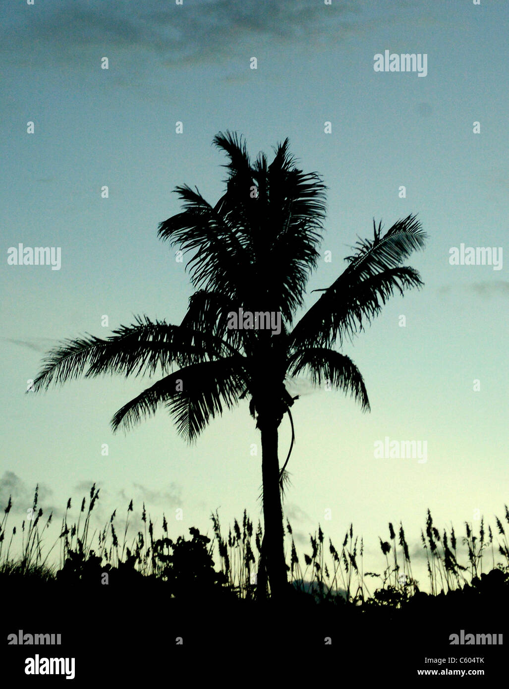 a palm tree blows in the summer breeze Stock Photo - Alamy