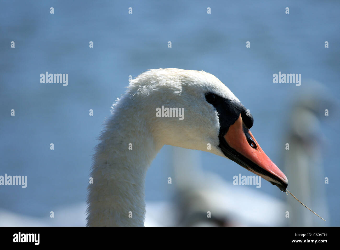 Close up of the head of a white mute swan with a twig in it's mouth ...