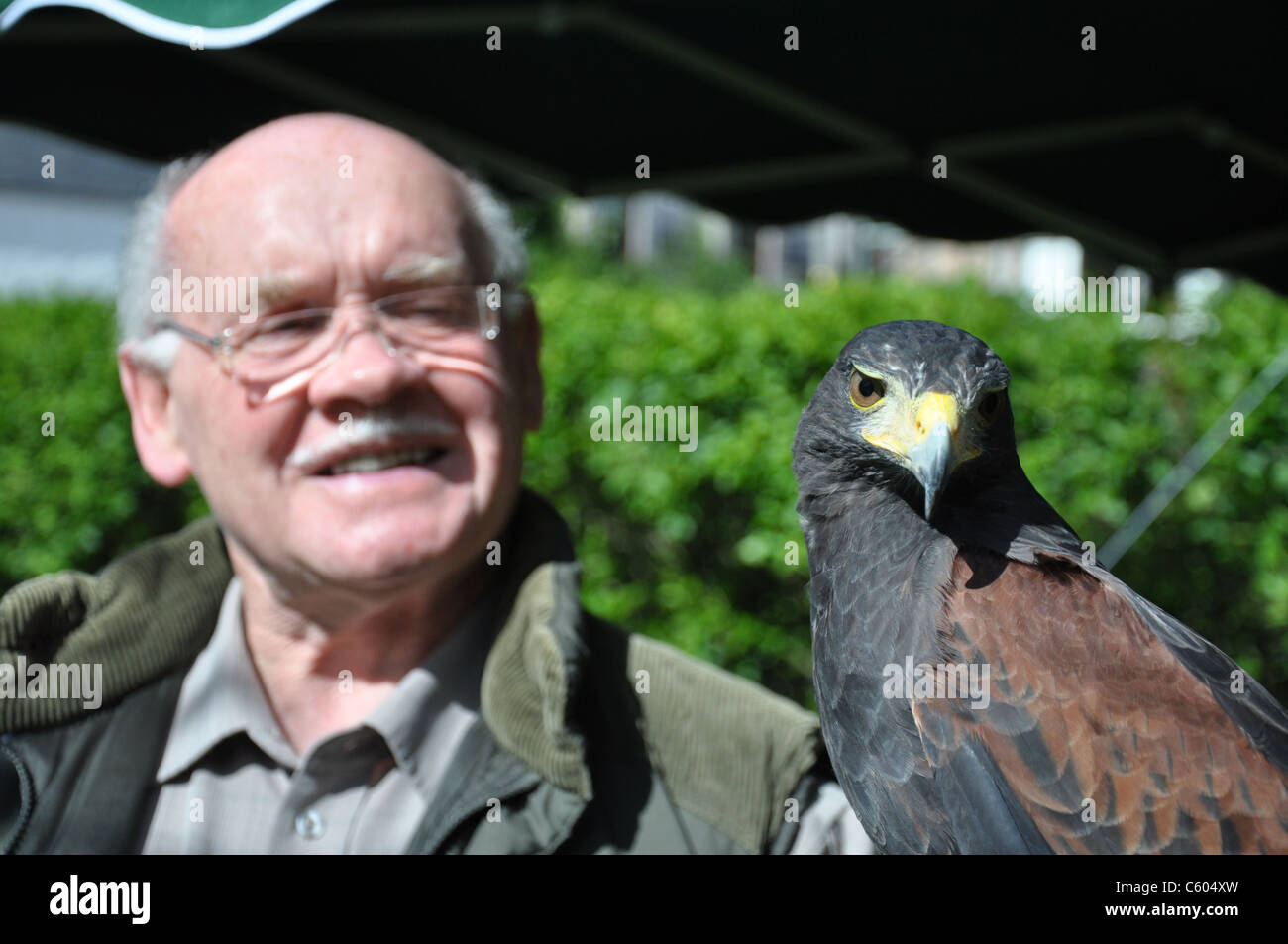 Captive bred Harris Hawk, owned by Neil Cook, Ballater Stock Photo - Alamy