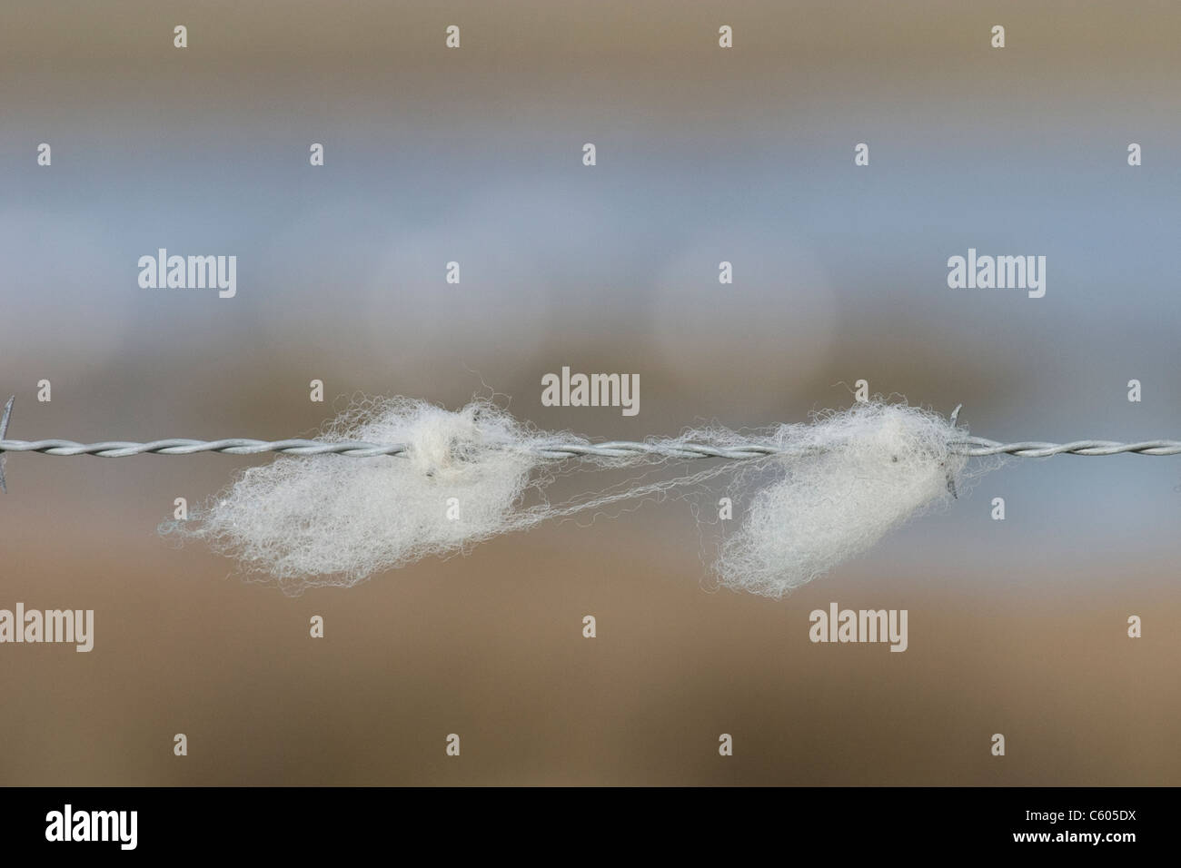 Wool on wire fence hi-res stock photography and images - Alamy