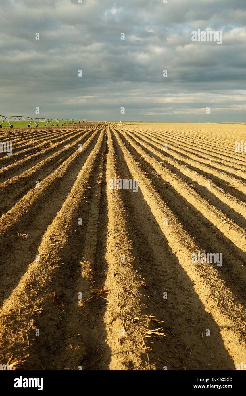 Planted Potato Field High Resolution Stock Photography and Images - Alamy