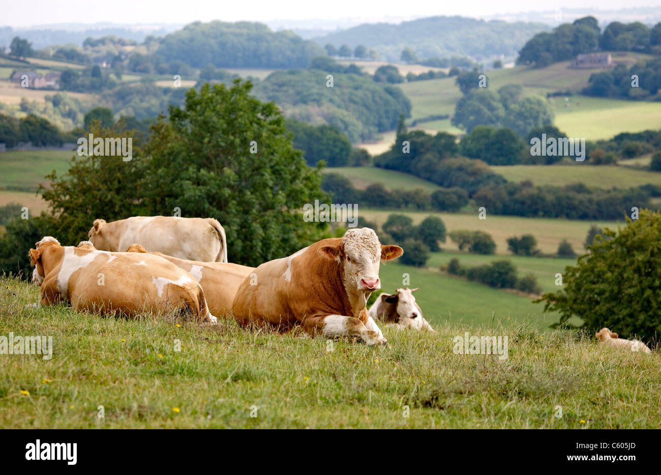 Polled hereford cattle hi-res stock photography and images - Alamy