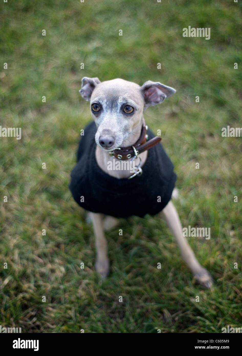 Italian greyhound hi-res stock photography and images - Alamy