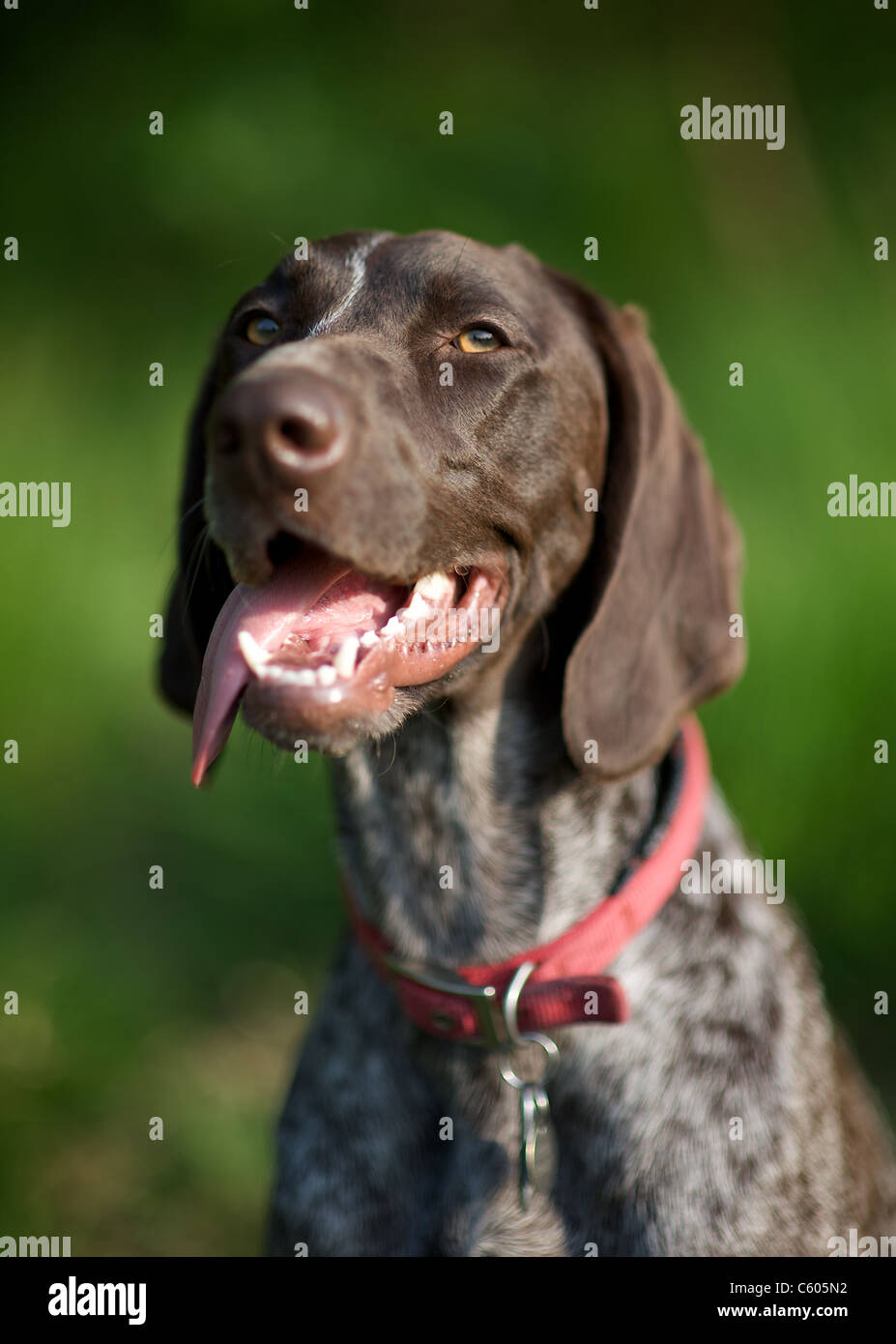 A portrait of the very biddable German Shorthaired Pointer Stock Photo ...