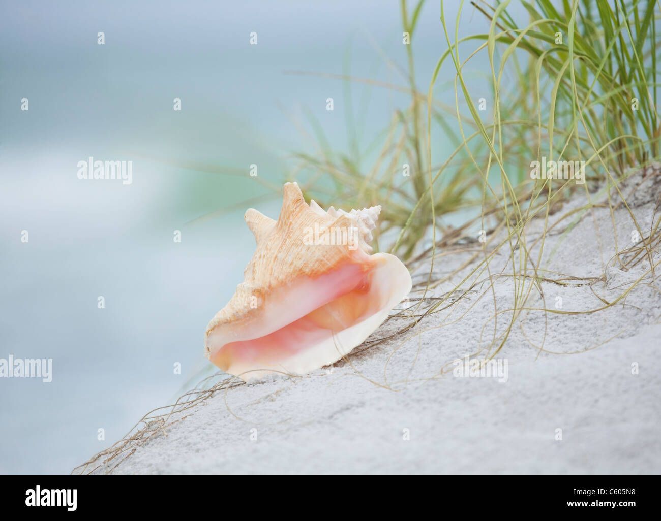 Pink conch hi-res stock photography and images - Alamy