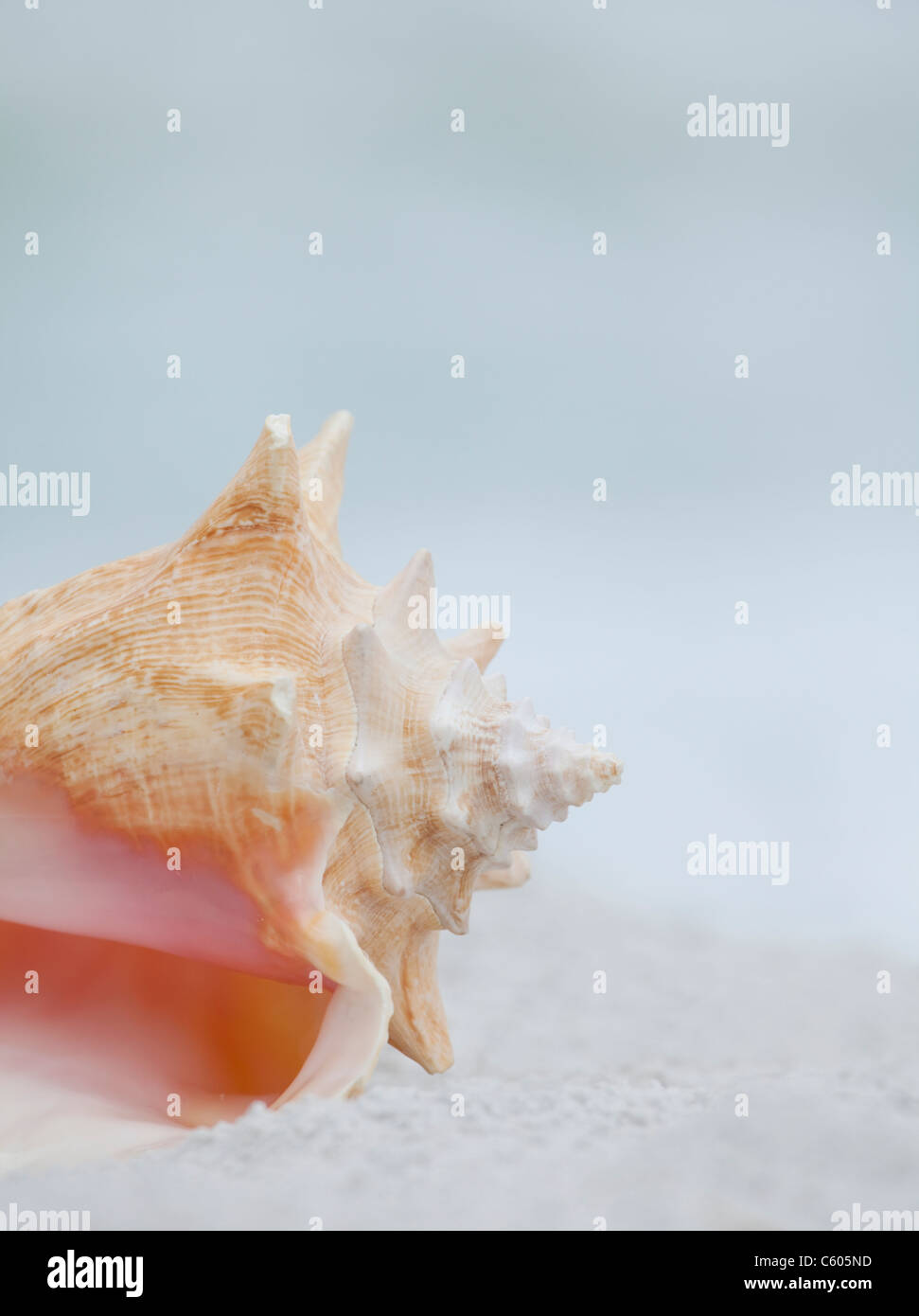 Pink conch hi-res stock photography and images - Alamy