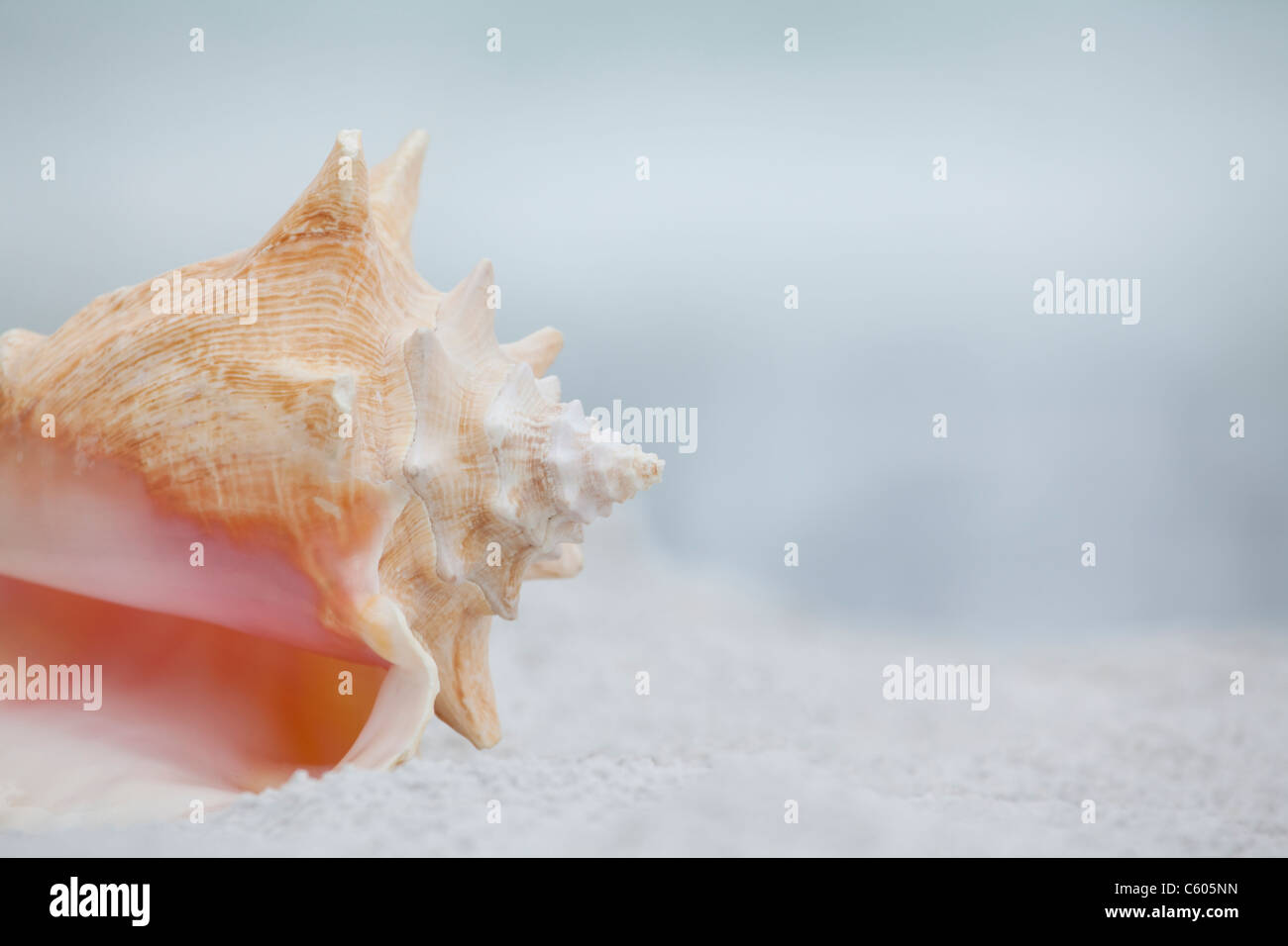 Pink conch hi-res stock photography and images - Alamy