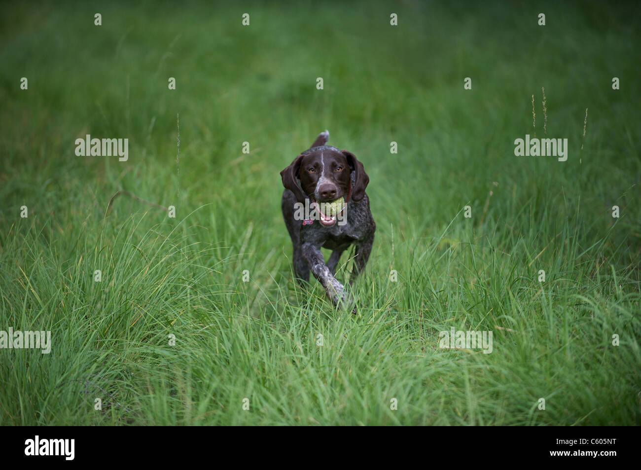 A German Shorthaired Pointer collecting her ball Stock Photo - Alamy