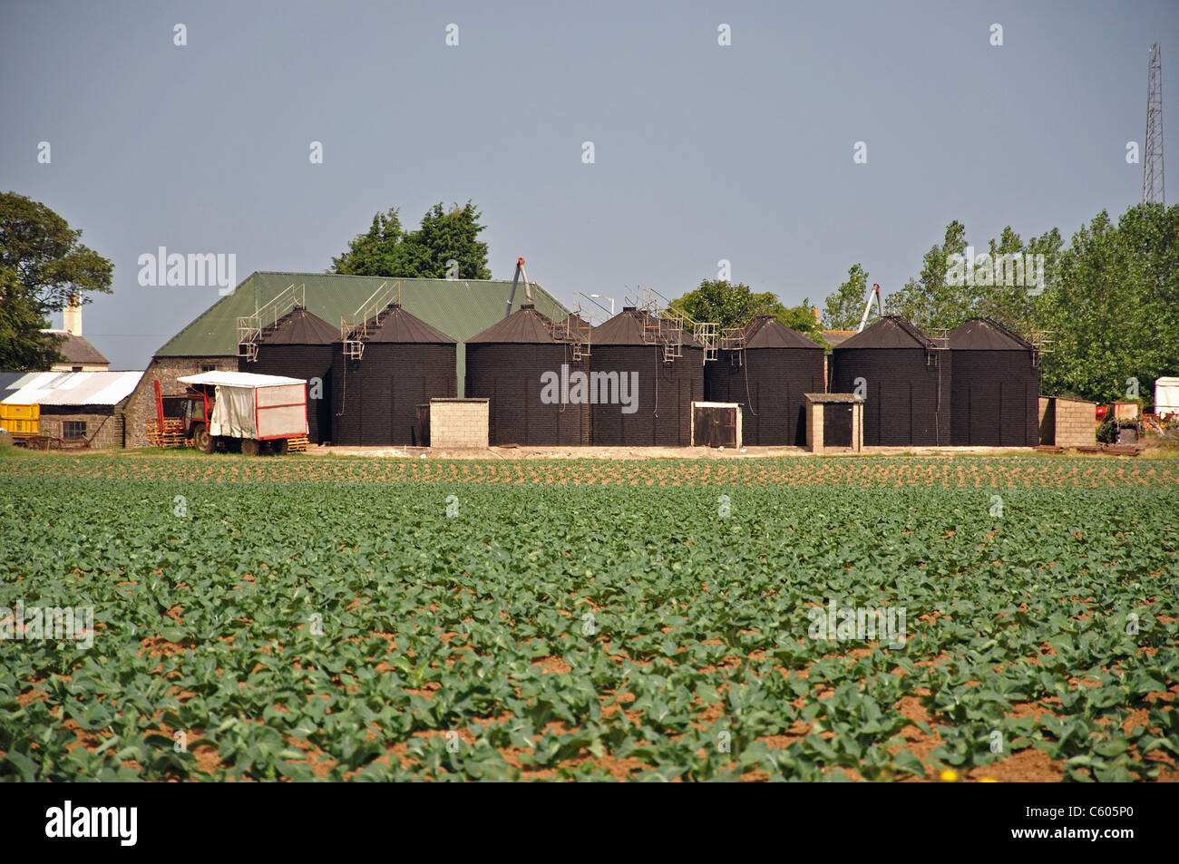 Vegetables growing in field near Ramsgate, Isle of Thanet, Thanet ...