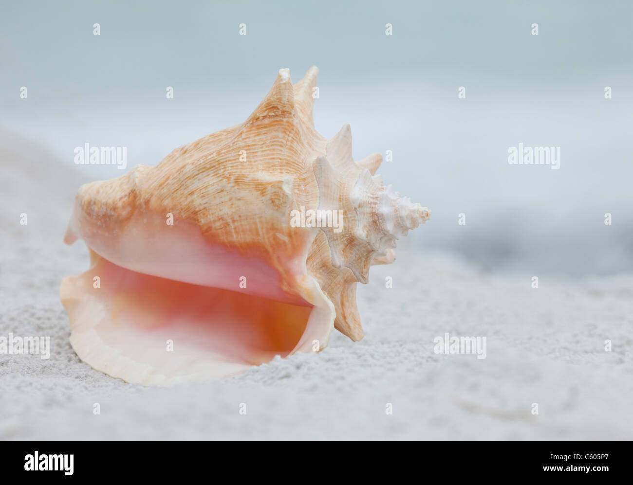 Pink conch hi-res stock photography and images - Alamy