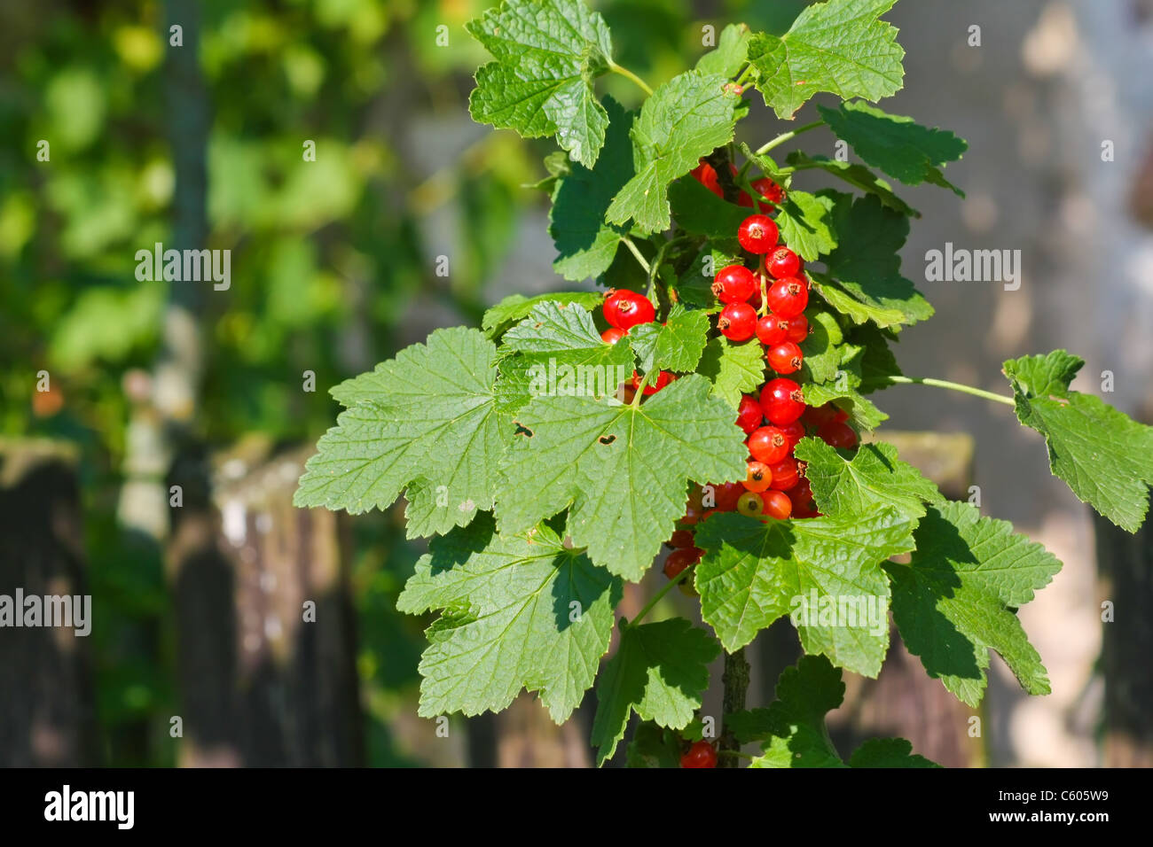 Red currant leaves hi-res stock photography and images - Alamy